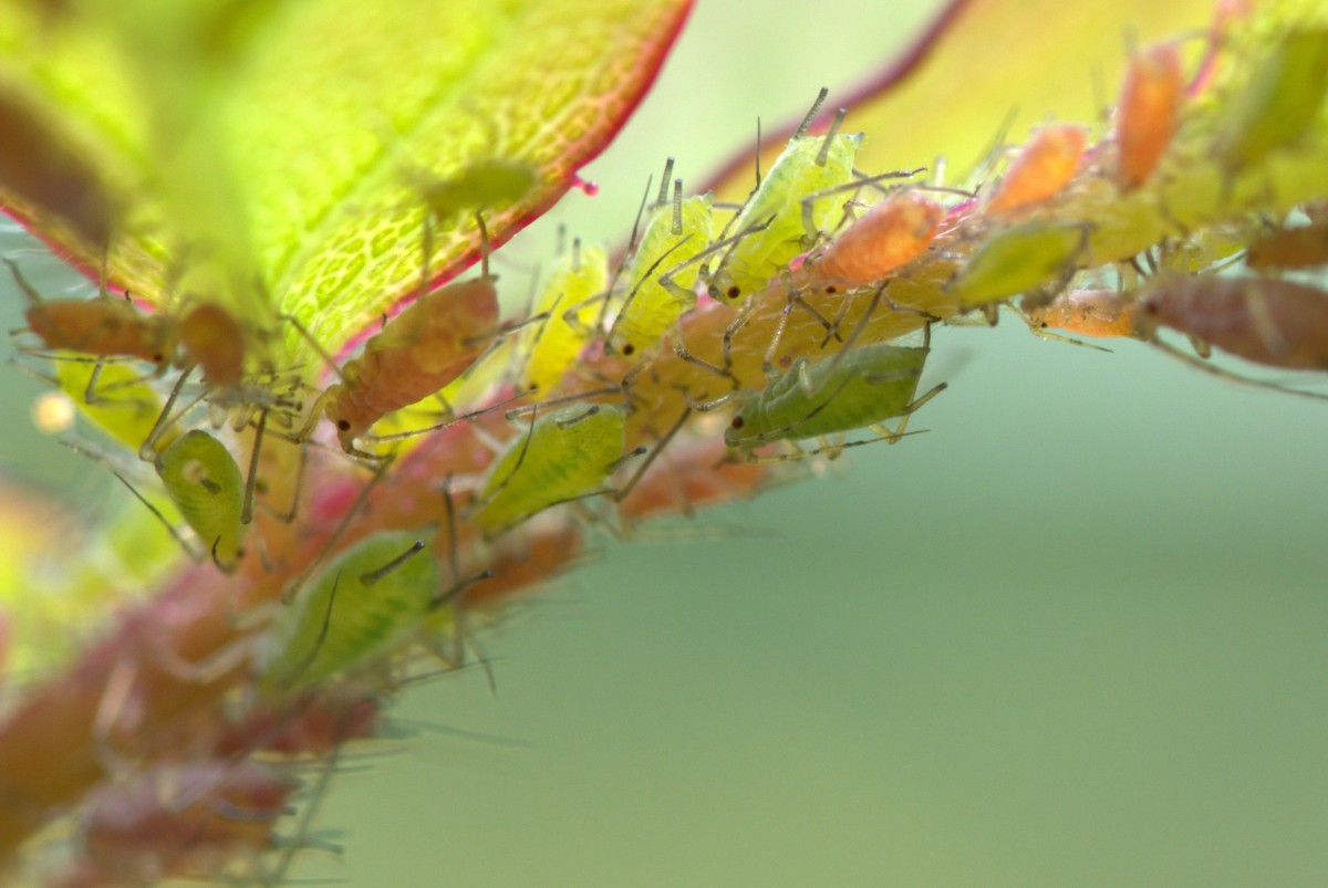 The 4 most common summer pests and their natural solutions